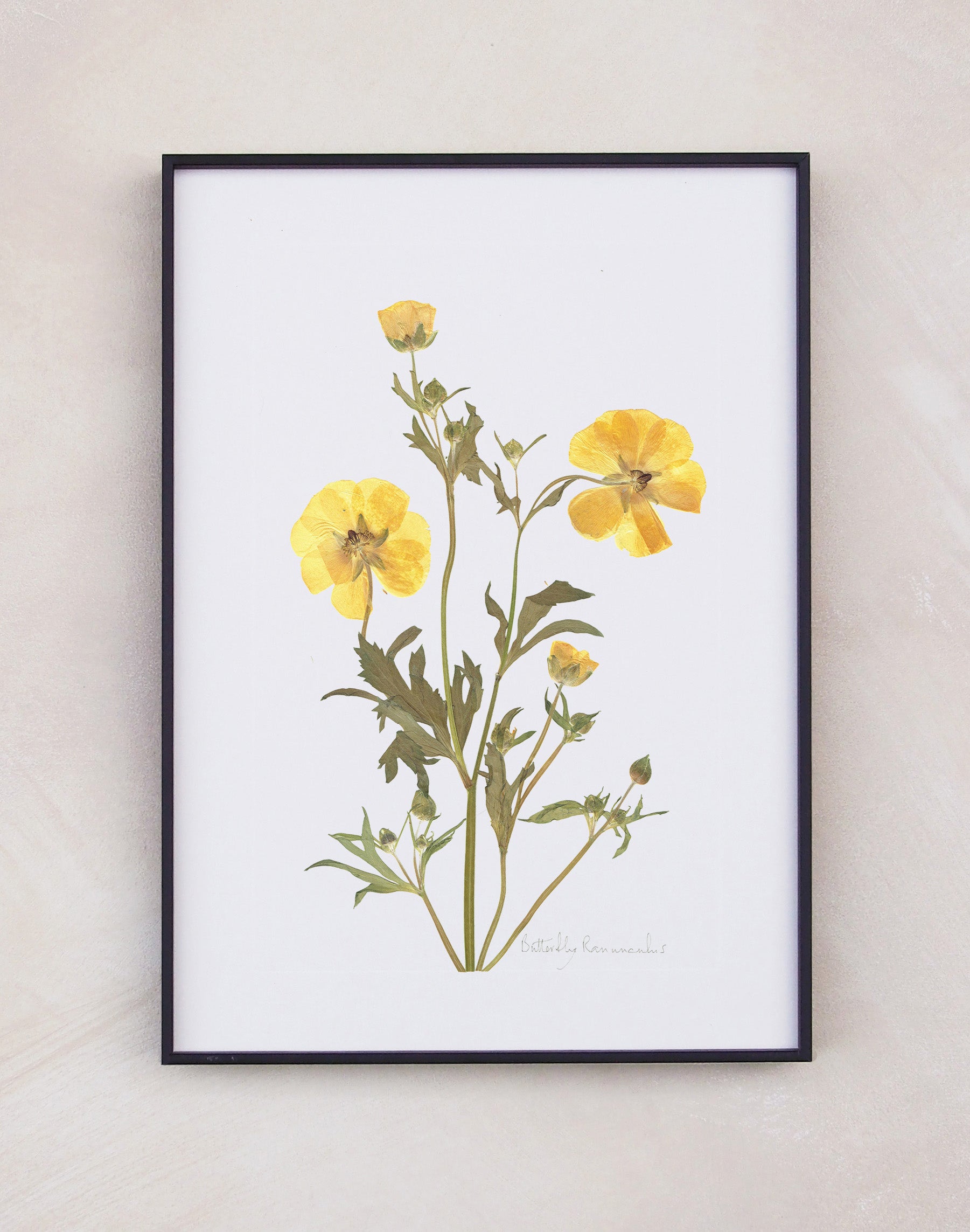 JamJar Edit - Pressed Flower Artwork - Butterfly Ranunculus