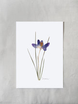 JamJar Edit - Seasonal Pressed Flower Prints